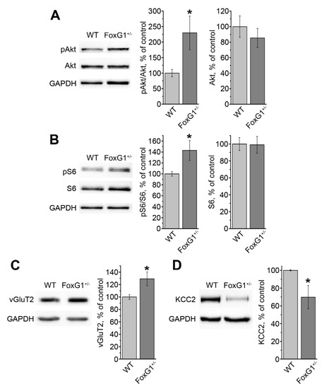 Cortical Seizures in FoxG1+/− Mice are Accompanied by Akt/S6 ...