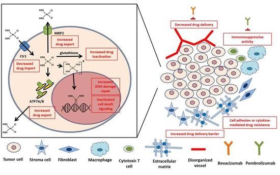 IJMS | Free Full-Text | New Insights into Mechanisms of Cisplatin ...
