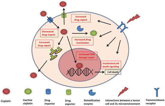 New Insights into Mechanisms of Cisplatin Resistance: From Tumor Cell ...
