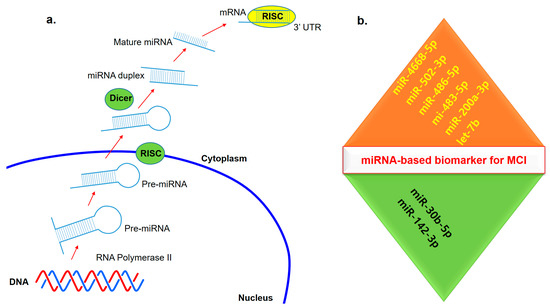 IJMS | Free Full-Text | Potential Fluid Biomarkers for the Diagnosis of Mild Cognitive Impairment