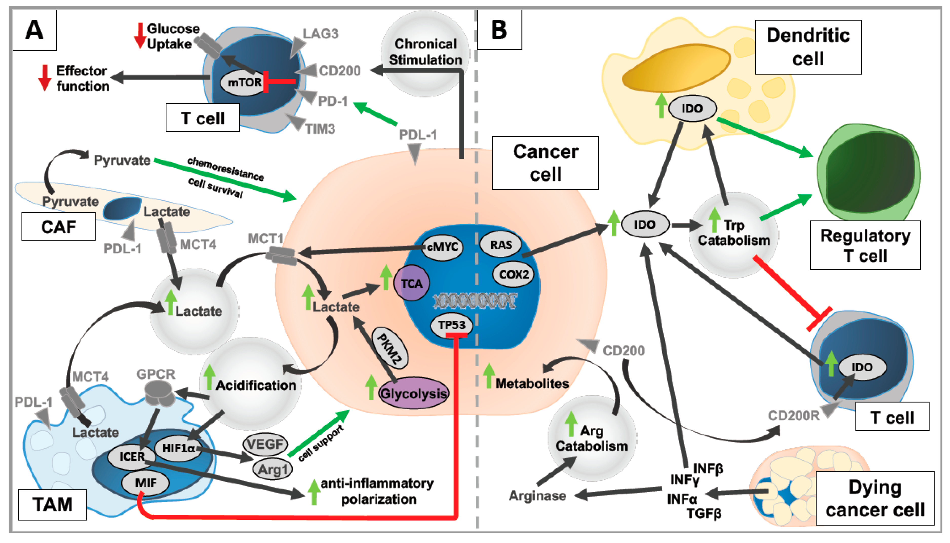Metabolic Interactions Between The Tumor And Its Microenvironment Metabolic Interactions Between The Tumor And Its Microenvironment