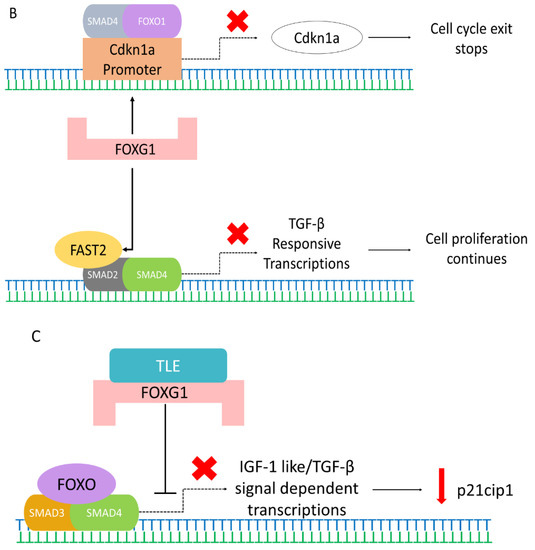 Ijms Free Full Text Foxg1 Related Syndrome From Clinical To