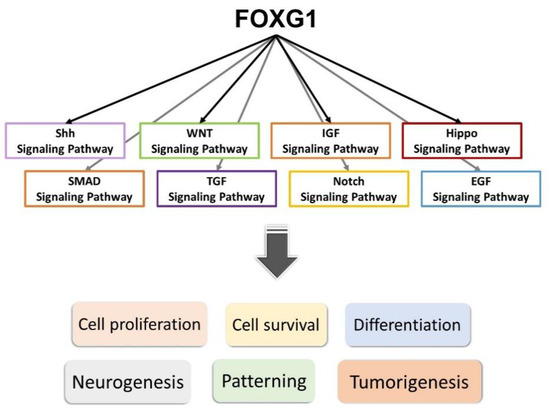 FOXG1-Related Syndrome: From Clinical to Molecular Genetics and ...