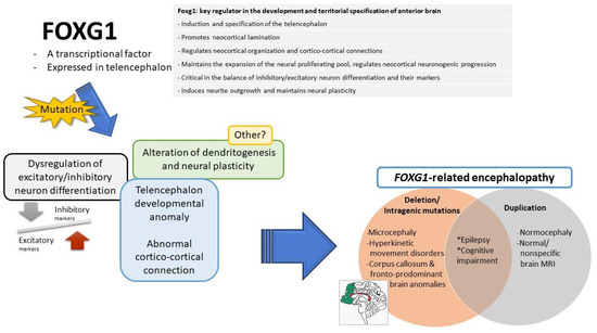 FOXG1-Related Syndrome: From Clinical to Molecular Genetics and ...