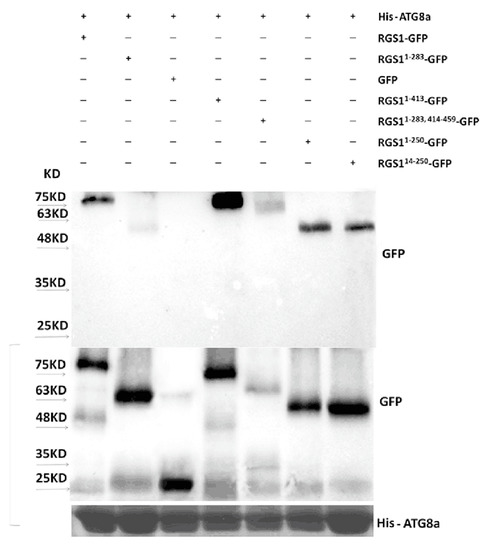 Correlation of Autophagosome Formation with Degradation and Endocytosis ...