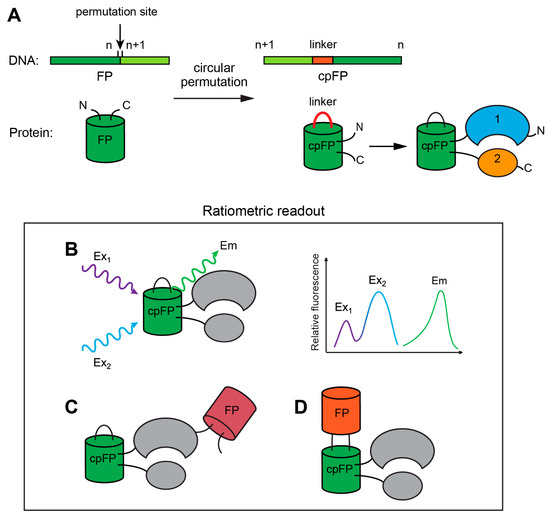 Circularly Permuted Fluorescent Protein-Based Indicators: History ...