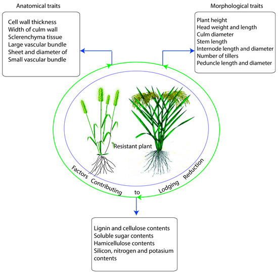 Improving Lodging Resistance: Using Wheat and Rice as Classical Examples