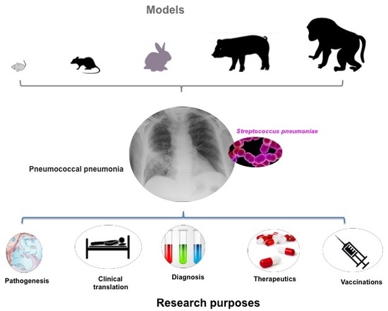 IJMS | Free Full-Text | Animal Models of Pneumococcal pneumonia