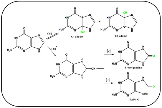 Oxidative Stress: Role and Response of Short Guanine Tracts at Genomic ...