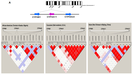Molecular Functionality of Cytochrome P450 4 (CYP4) Genetic ...