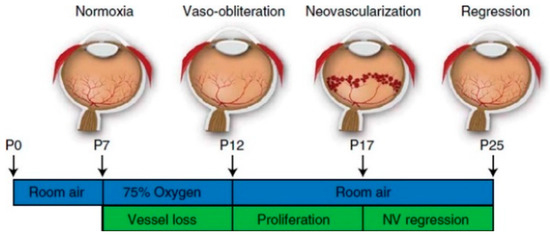 Vascular and Neuronal Protection in the Developing Retina: Potential ...
