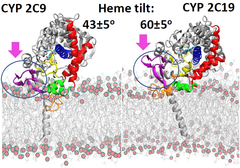 IJMS | Free Full-Text | Differing Membrane Interactions of Two Highly ...