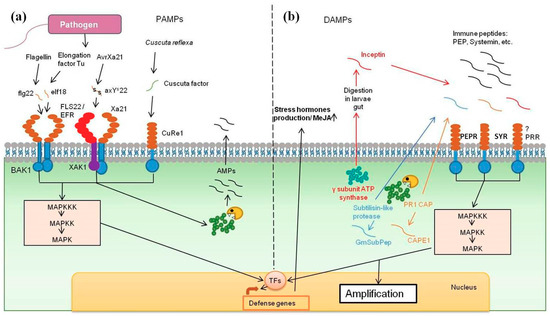 The Role of Peptide Signals Hidden in the Structure of Functional ...