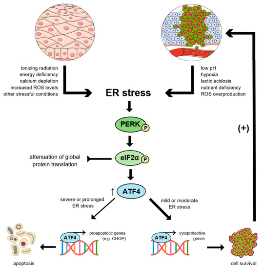 Dual role of Endoplasmic Reticulum Stress-Mediated Unfolded Protein Response Signaling Pathway ...