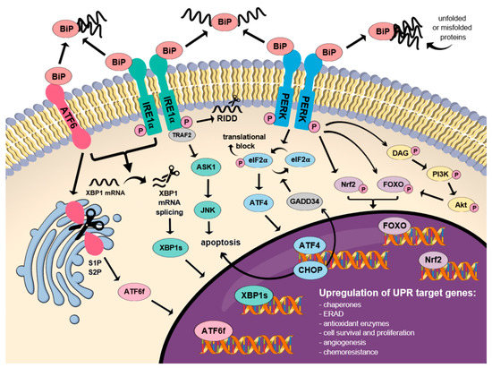 Dual role of Endoplasmic Reticulum Stress-Mediated Unfolded Protein ...