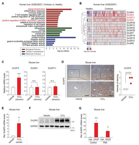 Endoplasmic Reticulum Stress Increases DUSP5 Expression via PERK-CHOP ...