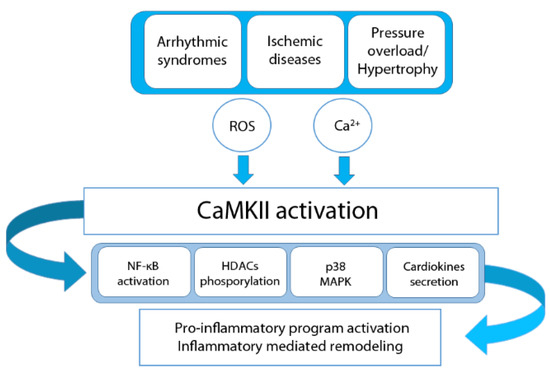 CaMKII Activity in the Inflammatory Response of Cardiac Diseases