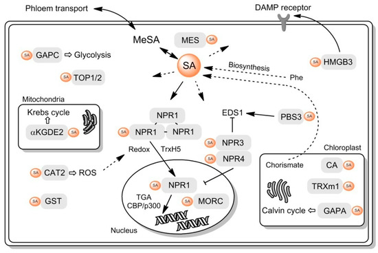 Salicylic Acid Binding Proteins (SABPs): The Hidden Forefront of ...