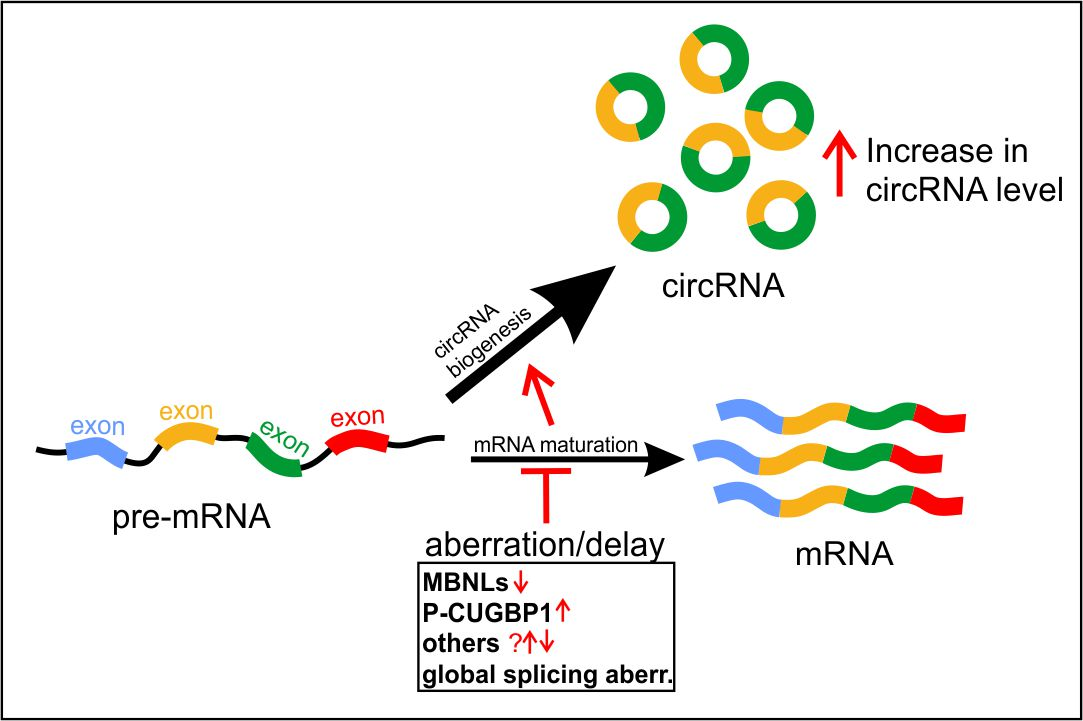 IJMS | Free Full-Text | An Overview of Circular RNAs and Their Implications in Myotonic Dystrophy