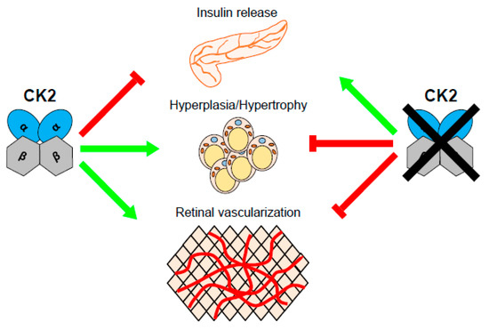 Protein Kinase CK2—A Putative Target for the Therapy of Diabetes Mellitus?