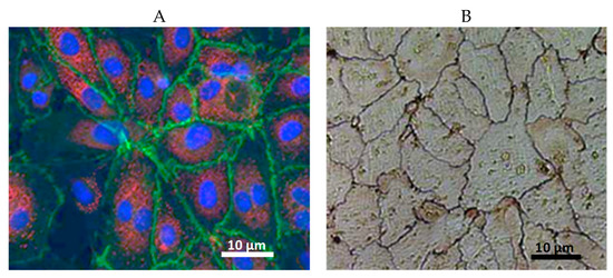 Vascular Endothelial Cell Biology: An Update
