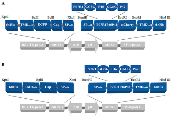 IJMS | Free Full-Text | Development of a Combined Genetic Engineering ...