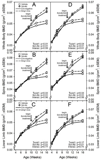Twist1 Inactivation in Dmp1-Expressing Cells Increases Bone Mass but ...