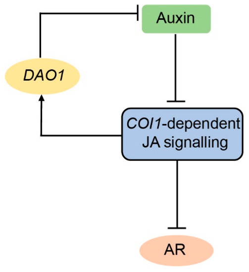 A DAO1-Mediated Circuit Controls Auxin and Jasmonate Crosstalk ...