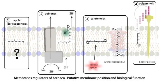 IJMS | Special Issue : Biochemistry and Biophysics of Archaea Membranes