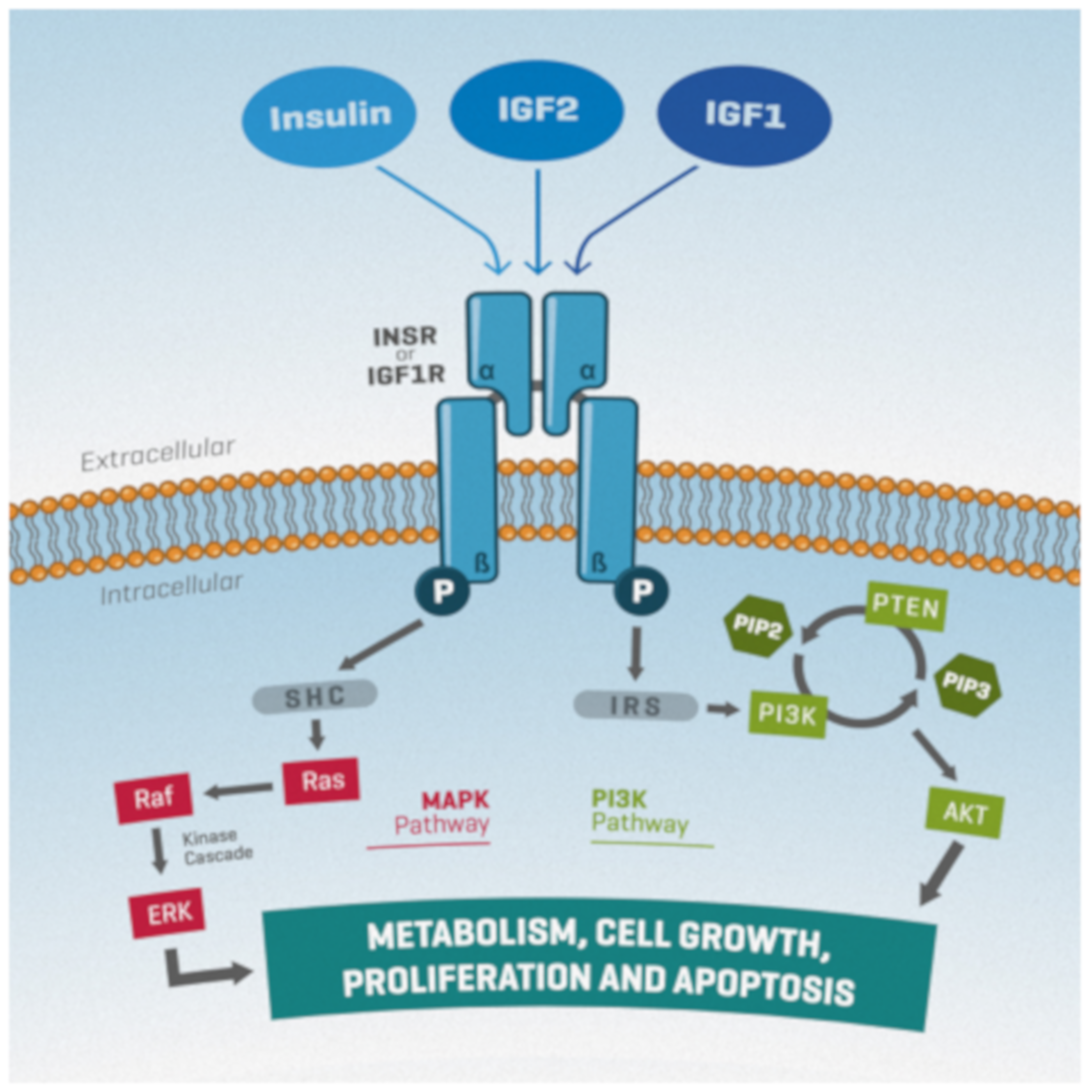 Ijms Free Full Text The Insulin Igf System In Mammalian Sexual