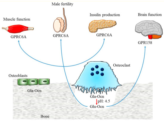 IJMS | Free Full-Text | The Endocrine Function of Osteocalcin Regulated ...