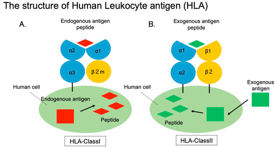 The Role of Major Histocompatibility Complex in Organ Transplantation ...