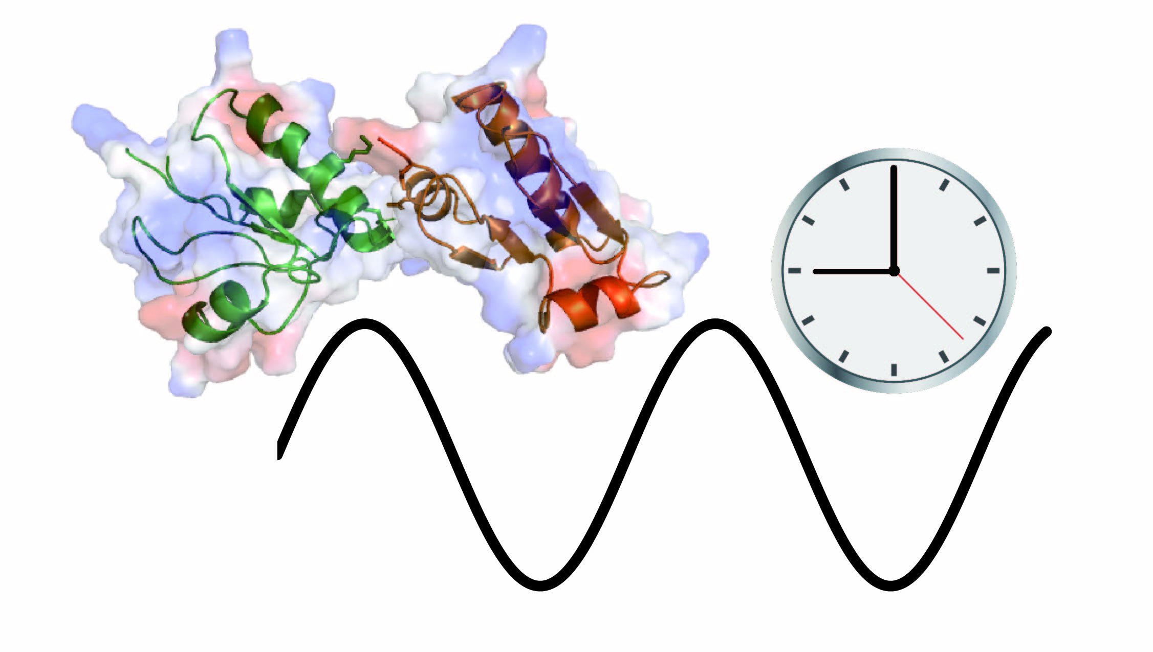 IJMS | Free Full-Text | Cooperative Binding of KaiB to the KaiC Hexamer ...