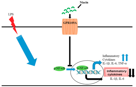 IJMS | Free Full-Text | Niacin Ameliorates Neuro-Inflammation in ...