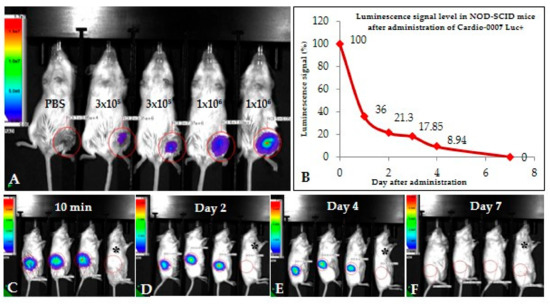 Regenerative Potential of the Product “CardioCell” Derived from the ...