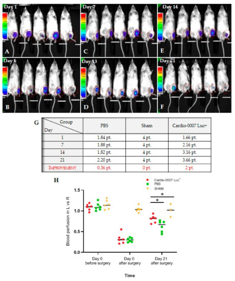 Regenerative Potential of the Product “CardioCell” Derived from the ...