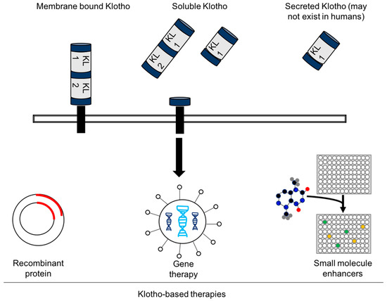 Klotho: A Major Shareholder in Vascular Aging Enterprises