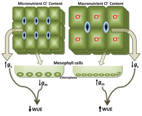 Chloride as a Beneficial Macronutrient in Higher Plants: New Roles and ...