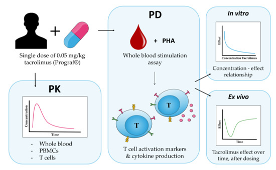 IJMS | Free Full-Text | Immunomonitoring of Tacrolimus in Healthy ...