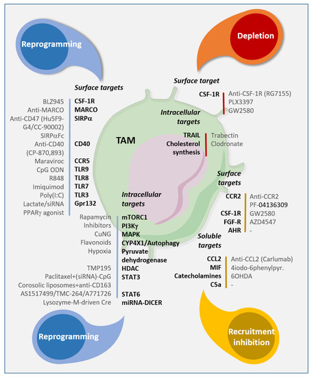 IJMS | Free Full-Text | Latest Advances in Targeting the Tumor ...
