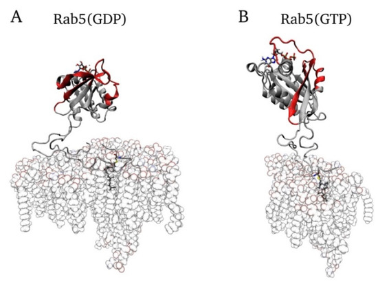 Structure and Dynamics of Mono- vs. Doubly Lipidated Rab5 in Membranes