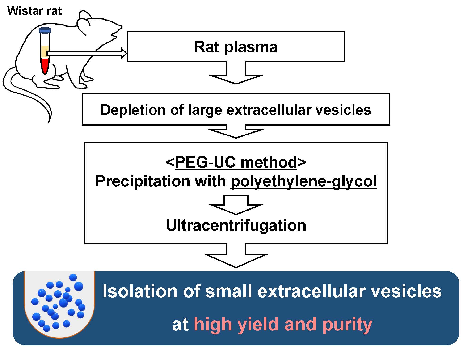 IJMS | Free Full-Text | Optimal Isolation Method of Small Extracellular ...