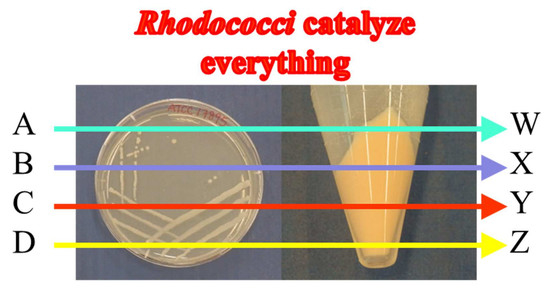 IJMS | Free Full-Text | Rhodococcus as a Versatile Biocatalyst in ...