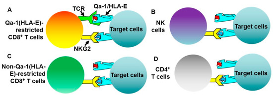 Towards Clinical Translation of CD8+ Regulatory T Cells Restricted by ...