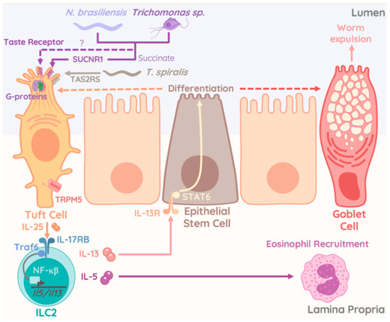 ILC2 Activation by Protozoan Commensal Microbes