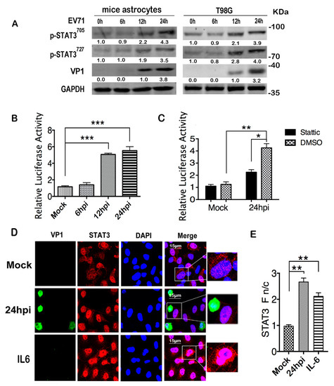 STAT3 Regulates the Type I IFN-Mediated Antiviral Response by ...