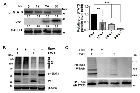 STAT3 Regulates the Type I IFN-Mediated Antiviral Response by ...