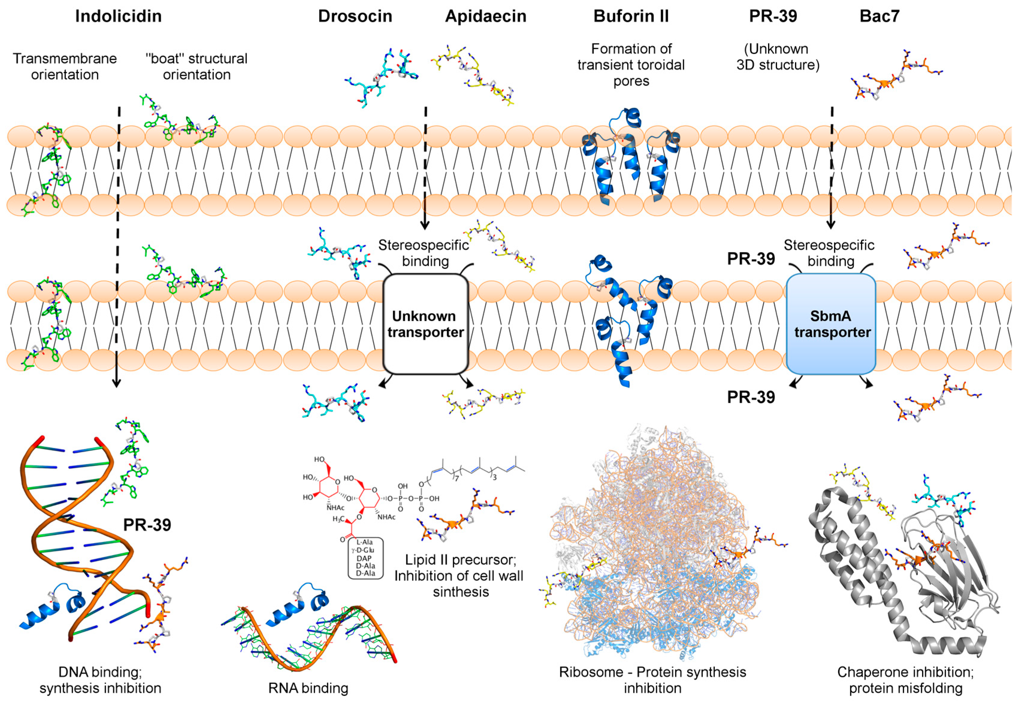 Ijms Free Full Text Non Lytic Antibacterial Peptides That