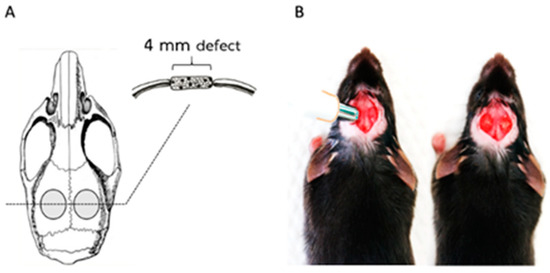 IJMS | Free Full-Text | In Vivo Bone Regeneration Induced by a Scaffold ...