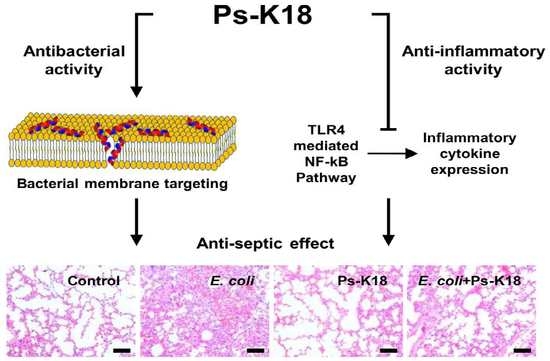IJMS | Free Full-Text | Antiseptic Effect of Ps-K18: Mechanism of Its ...